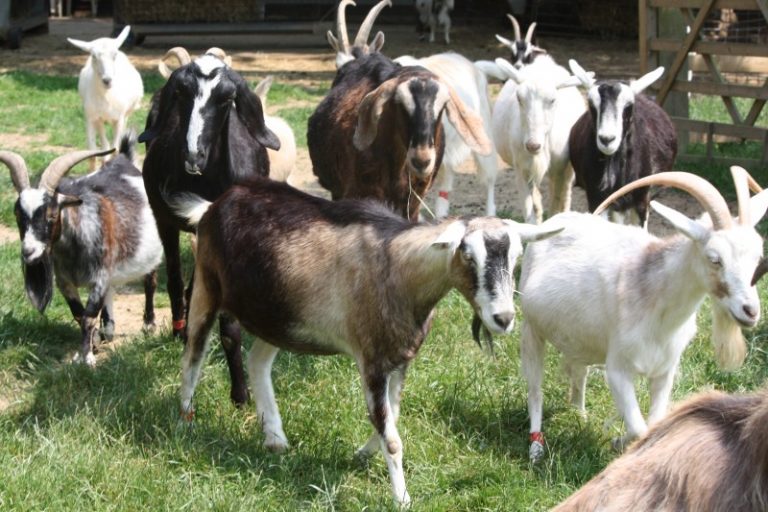 Are Goats Smart? Revealing Goat Intelligence - Goat Journal